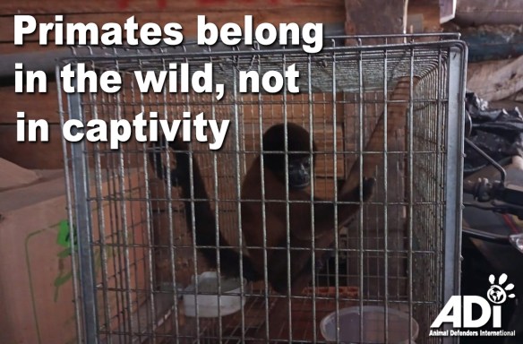 Jan Creamer | President of Animal Defenders International